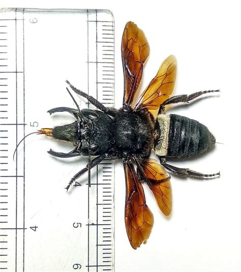 Wallaces Giant Bee The Worlds Largest Bee Ushering In An Accelerated Extinction Inews