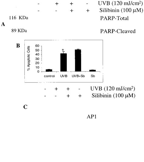 Apoptotic Effect Of Uvb Silibinin Exposure On Hacat Cells With Higher