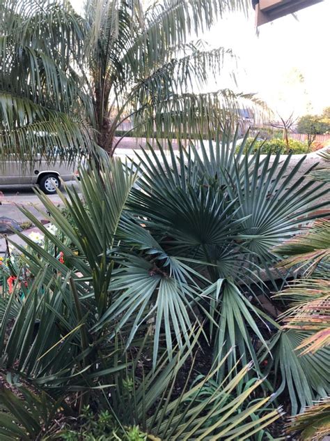 Brahea Decumbens Discussing Palm Trees Worldwide Palmtalk