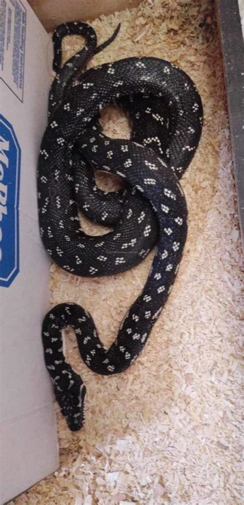 Adult Male Diamond Python Au Reptile Classifieds