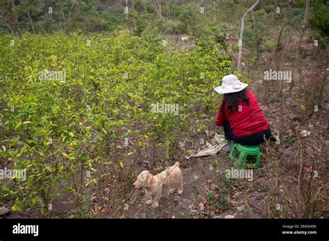 Organic Plantation Of Coca Plants In The Peruvian Jungle Farmer