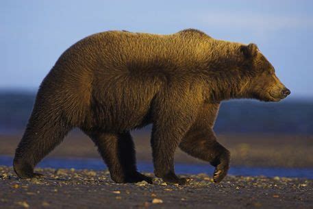 Grizzly Bear Side View