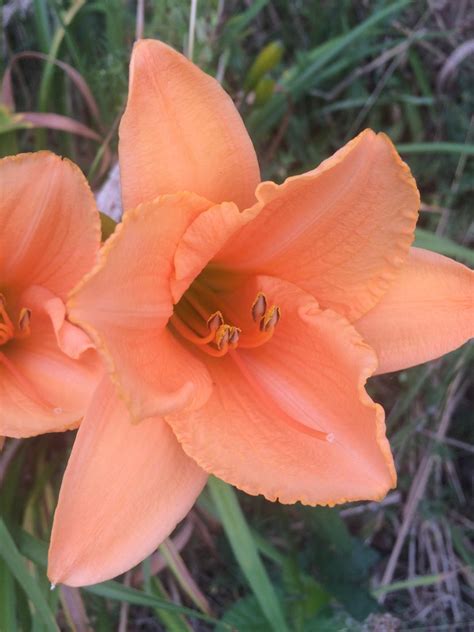 Hemerocallis Bryan H Tonkin