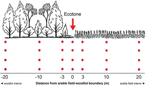 Sampling Design Spatial Distribution Of Pitfall Traps Represented By