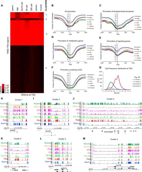 Reprogramming The Maternal Zebrafish Genome After Fertilization To