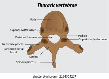 Thoracic Vertebrae Parts Anatomy Thoracic Vertebrae Stock Vector