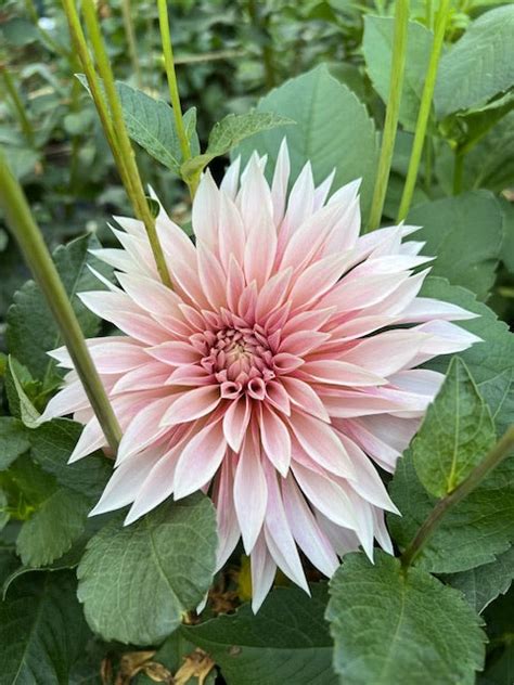 Cafe Au Lait Mini Sly Hill Flowers