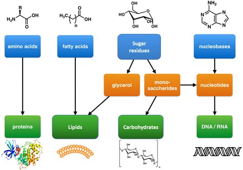 Micromolecule Definition And Examples Biology Online Dictionary