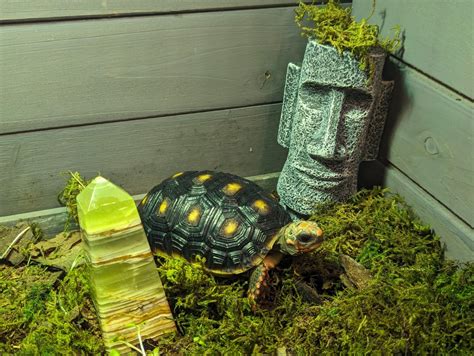 Does Anyone Know Easys Sex They Are 1 Year Old Rtortoise