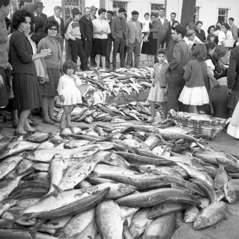 Examples Of Anadromous Fish Targeted By Freshwater Commercial And