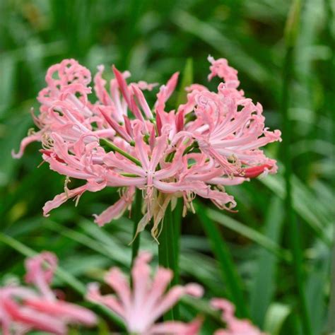 Nerine Bowdenii Flugel Buy Plants At Coolplants