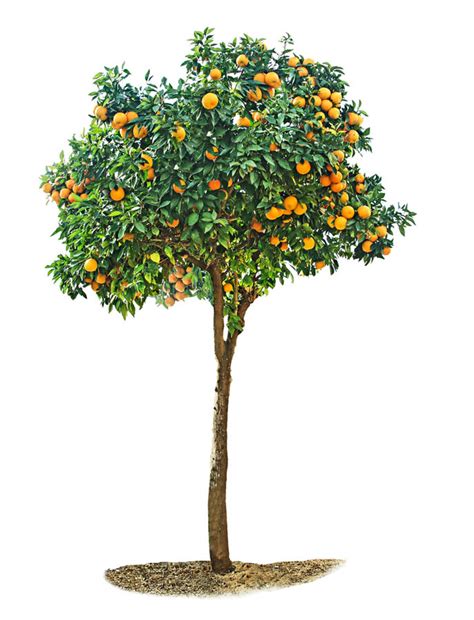 Pruning Citrus Trees The Why The When And The How