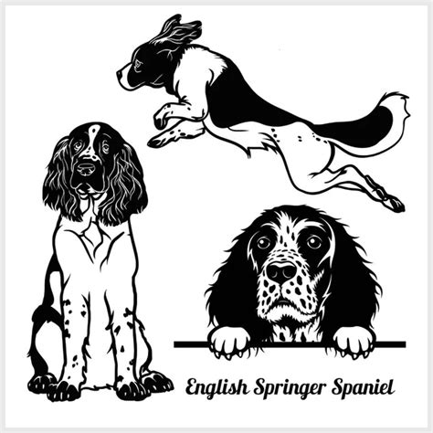 Springer Spaniel Head Royalty Free Springer Spaniel Head Vector Images And Drawings Depositphotos®