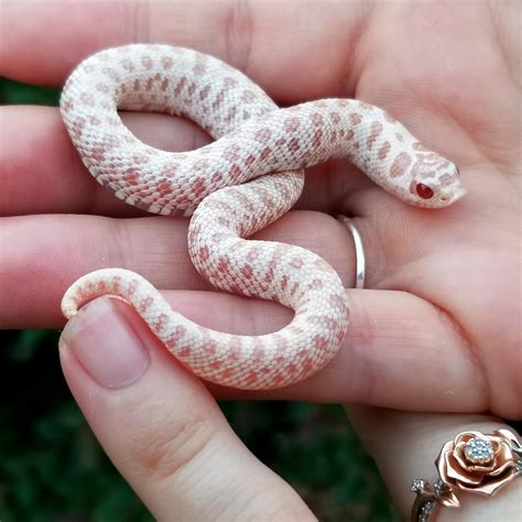 Hognosemorphs
