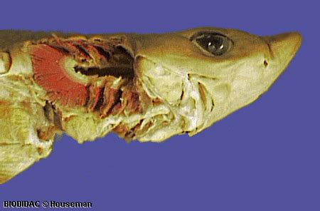Squalus Sp · Biodidac