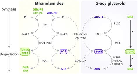 Metabolic Pathways Of The Two Families Of Endocannabinoids