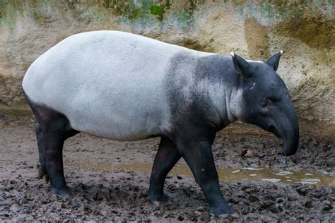 Malayan Tapir Standingin Mud Wallpaper Wallpapersok