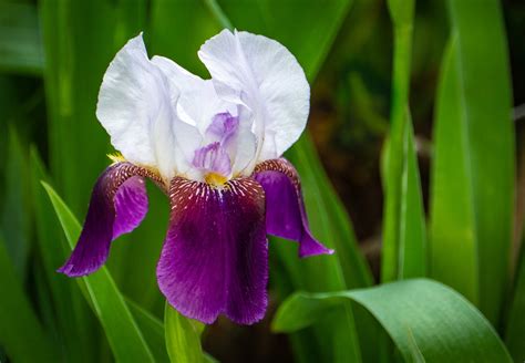 Iris Braithwaite Flower Spring Free Pictures Free Image From