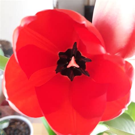 Catherine Dagher On Twitter Mon Jardin Secret ⚘ Petitfleurs