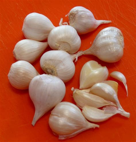 ראש קטן סאנוק בלוג על אוכל תאילנדי