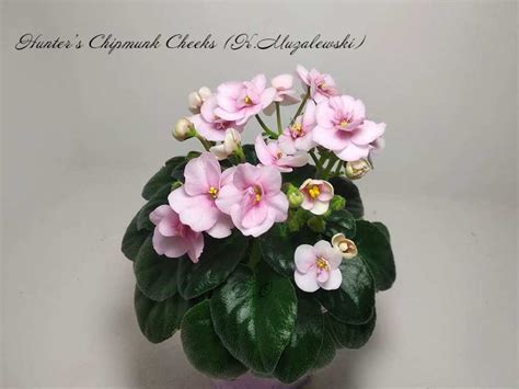 Hunters Chipmunk Cheeks Order At ⁕ Mobids Plants