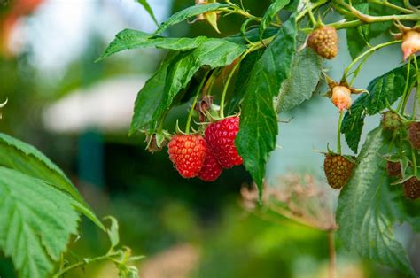 5 Berry Bushes Perfect For Cold Season Planting Gardeners And Plants