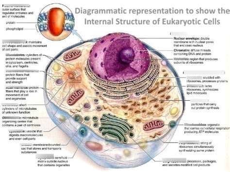 Eukaryotic Cell Diagram Quizlet