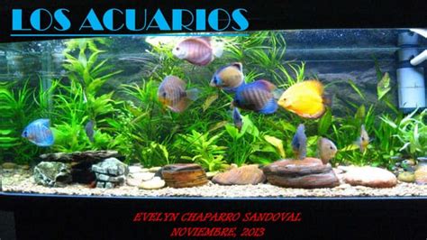 Los Acuarios Pptx