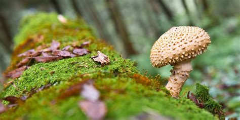 What Is A Toadstool Toadstools Vs Mushroom Grocycle