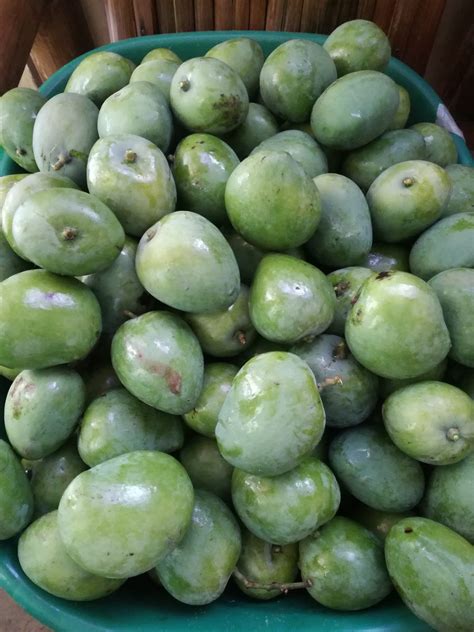 Indian Mango ₱20 Per Kilo Papays Raw And Cooked Food