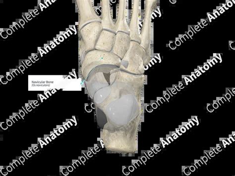 Navicular Bone Complete Anatomy