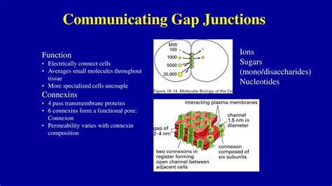 Epithelial Tissue Connective Tissue Scanty Ecm Many Cells Ppt Download