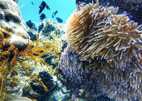 12 Days Palawan Group Tour Princesa Port Barton El Nido Coron