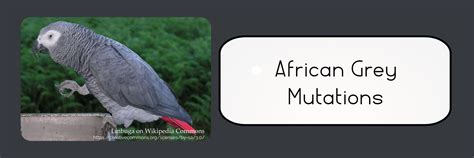 Mutation Library One Odd Bird