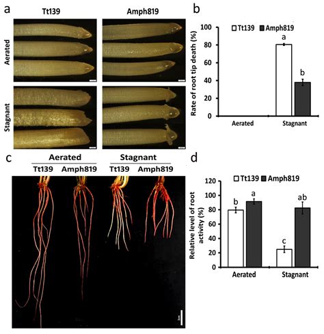 Physiological And Transcriptomic Characterization Of Sea Wheatgrass