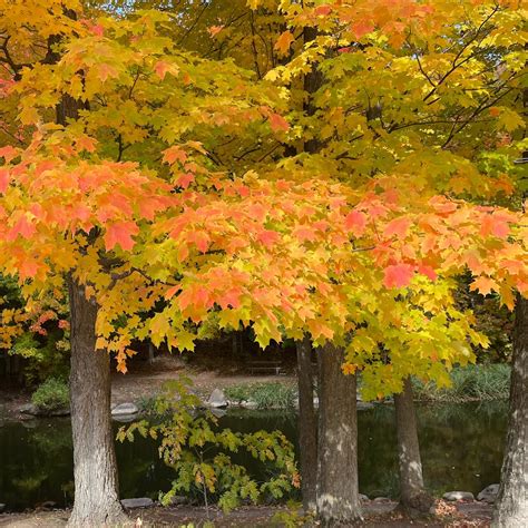 喂养主的小羊 Youtube