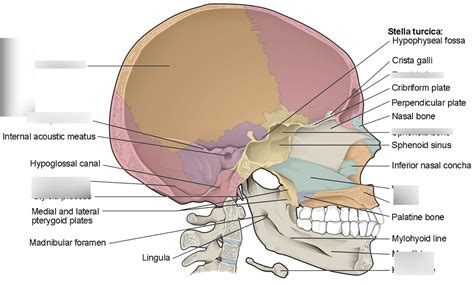 Human Skull Midsagittal View Diagram Quizlet