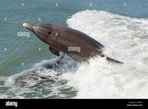 Common Bottlenose Dolphin Tursiops Truncatus Breaching Near Marco