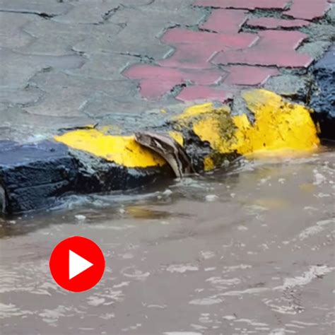 Viral Video A Video Of A Rock Python Casually Resting In A Flooded