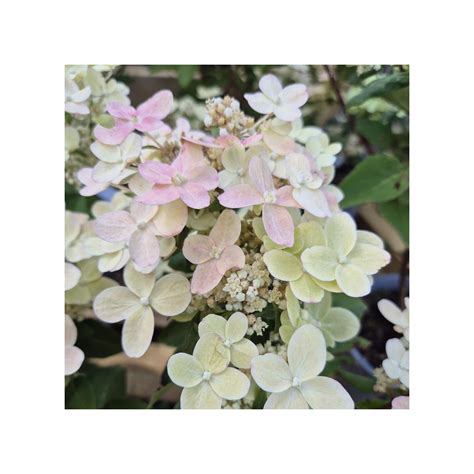 Hydrangea Trees And Shrubs