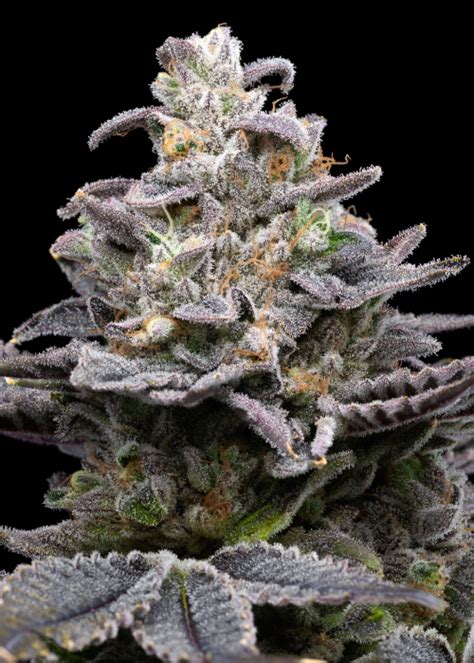 Pluto Strain Info Pluto Weed By Premium Cultivars Growdiaries