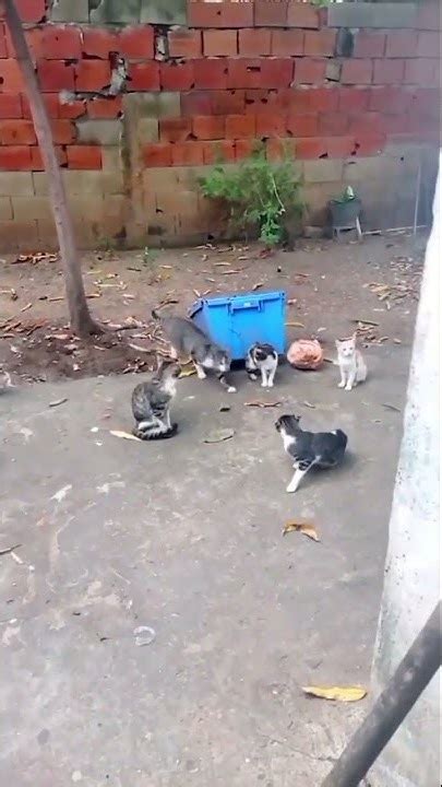 Benito 🐱 En Acción 😂 Gato Gatos Gatitos Gatito Cat Catsoftiktok Cats Catslovers Kitty