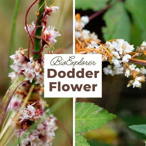 Dodder Flower Cuscuta Cephalanthi Witchs Hair Hairweed Pictures