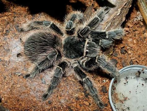 Lasiodora Difficilis Advertisements Terraplaza