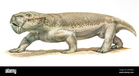 Dicynodont Extinct Therapsid This Herbivore Had Both Reptilian And