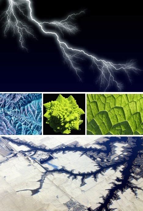 17 Captivating Fractals Found In Nature Webecoist Geometry In