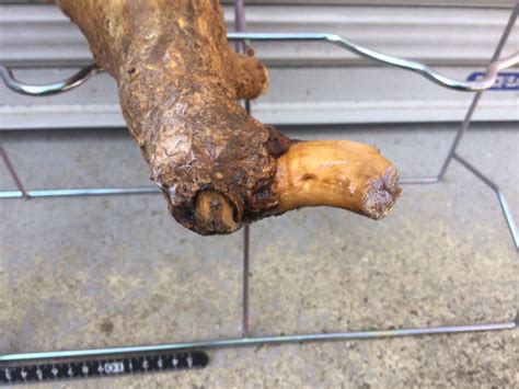 Yahoo オークション コミフォラ・グイドッティ Commiphora Guidotti