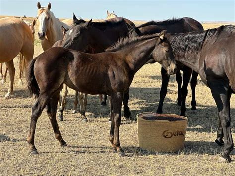 Pending 24 Filly By Justa Peppi Cat Palo Duro Cat X Jm Doc O Penny
