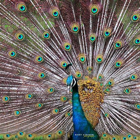 Paacock Nikky Stephen Galleries Digital Photography Review Digital