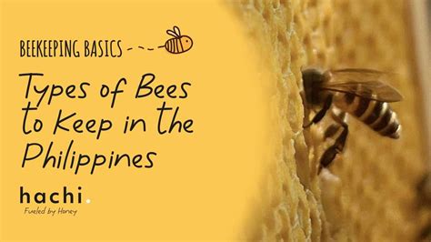 Beekeeping In The Philippines What Bees To Keep Youtube